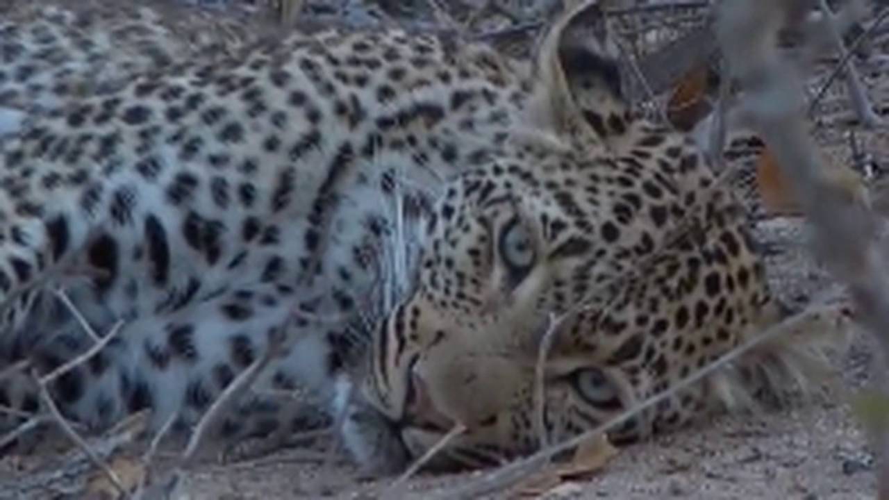 Beautiful New Female Leopard Nchila September 3, 2016 - YouTube