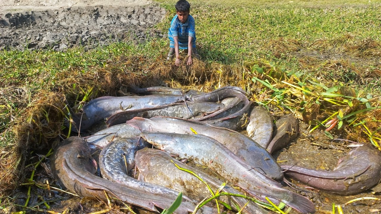 Traditional Hand Fishing 2023 - Amazing Catches Many Catfish Under ...