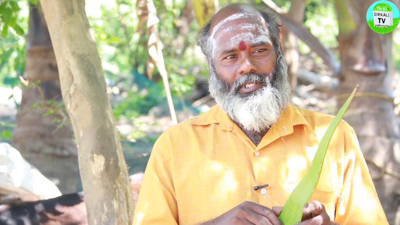 சோற்றுக்கற்றாழை ஒன்னு போதும் உங்கள் 4448 வியாதிகள் பறந்து போகும் ...