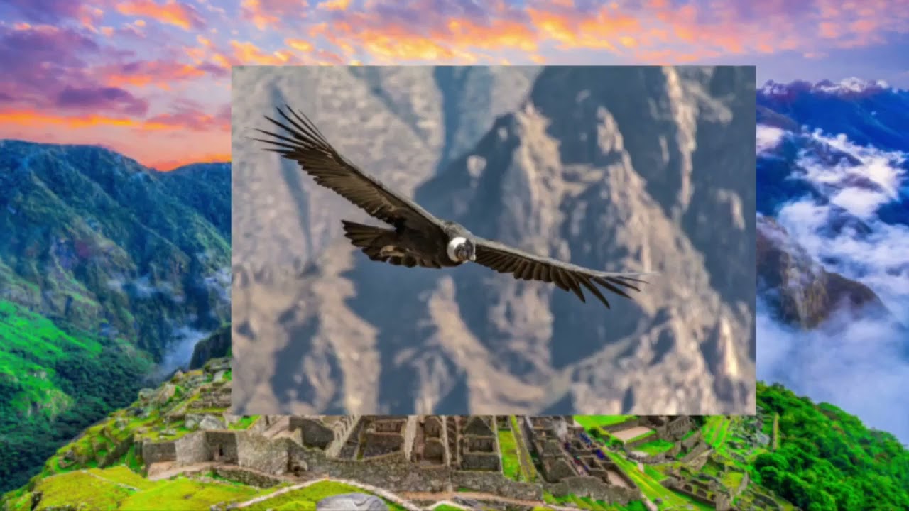 Magic Tree House Club: Late Lunch with Llamas - YouTube