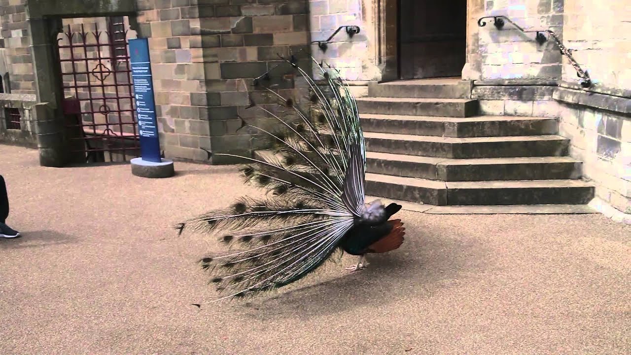Peacock in Cardiff castle - YouTube