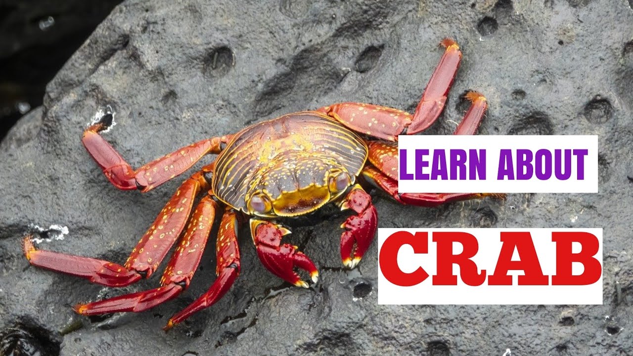 Learn about Crab for school kids - YouTube