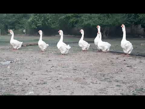 Xalmaqor qazları təmiz cins