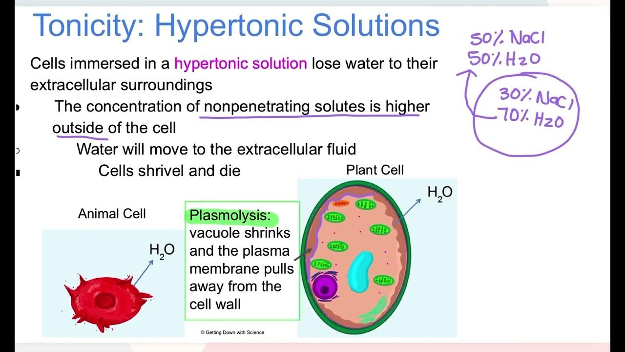 Unit 2 Topic 8 (Tonicity and Osmoregulation) - YouTube
