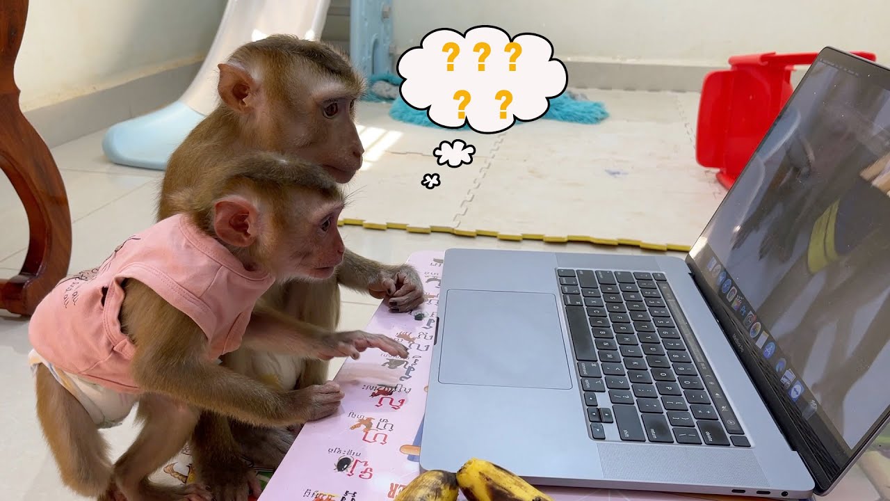 What Are Monkey DouDou & GiGi Watching On Computer - YouTube