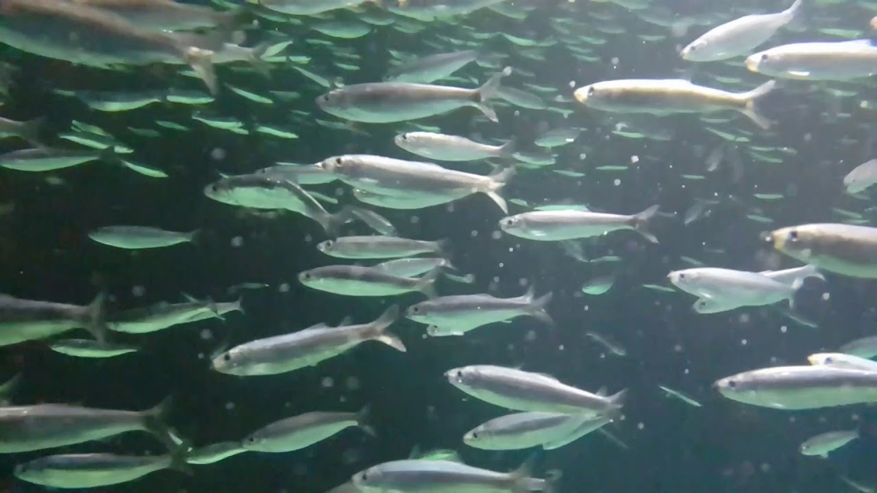 Beautiful fish in slow motion - YouTube