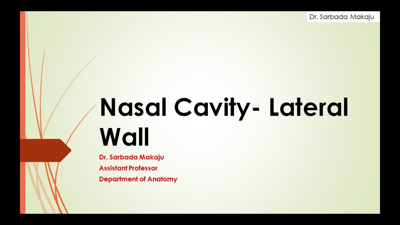 Nasal Cavity - Lateral Wall - Anatomy Lecuture - YouTube