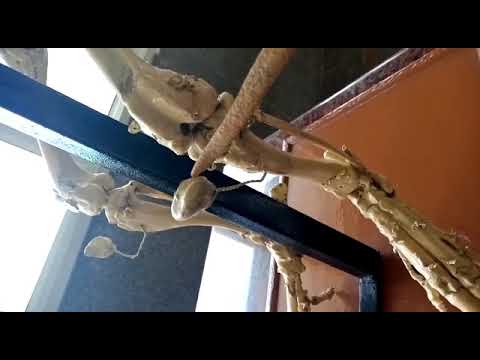 Tibia Fibula of Pig - YouTube