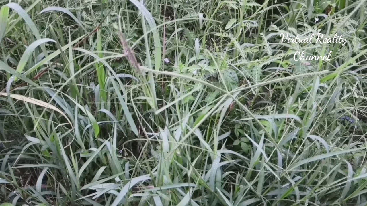 Bunyi Cengkerik Asli Original Crikets Sound - YouTube