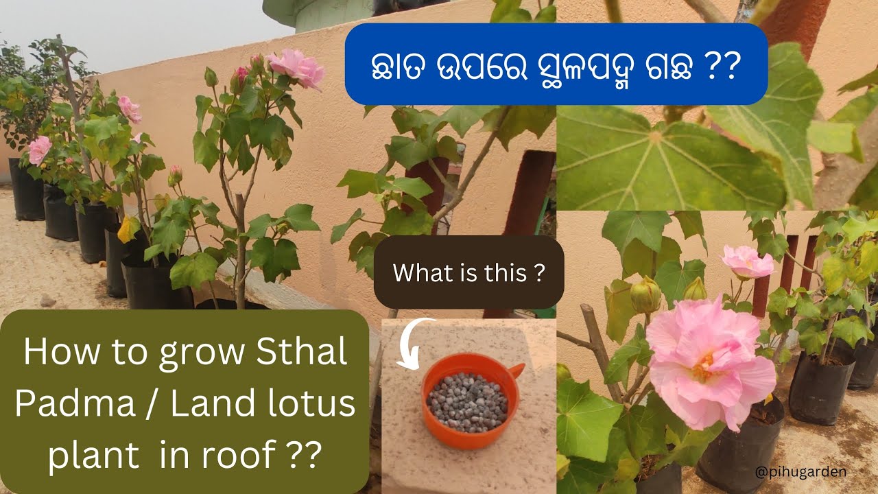 ଛାତ ଉପରେ ସ୍ଥଳପଦ୍ମ ଗଛ ଲଗାଇବାର ସହଜ ଉପାୟ l How to grow Sthal Padma plant ...