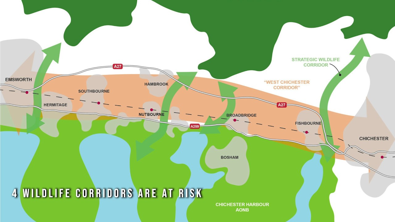 Chichester Wildlife corridors under threat - YouTube