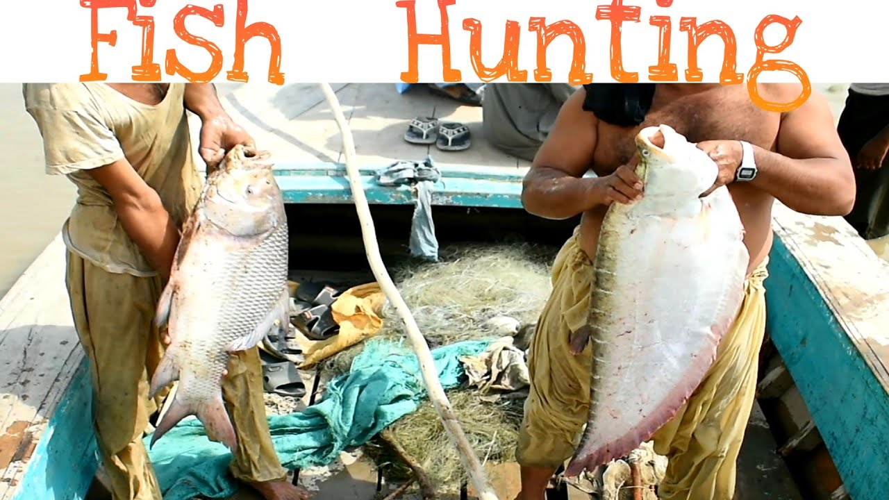 Fish Hunting | Indus River | Fish hunting with net in Pakistan | Taste ...