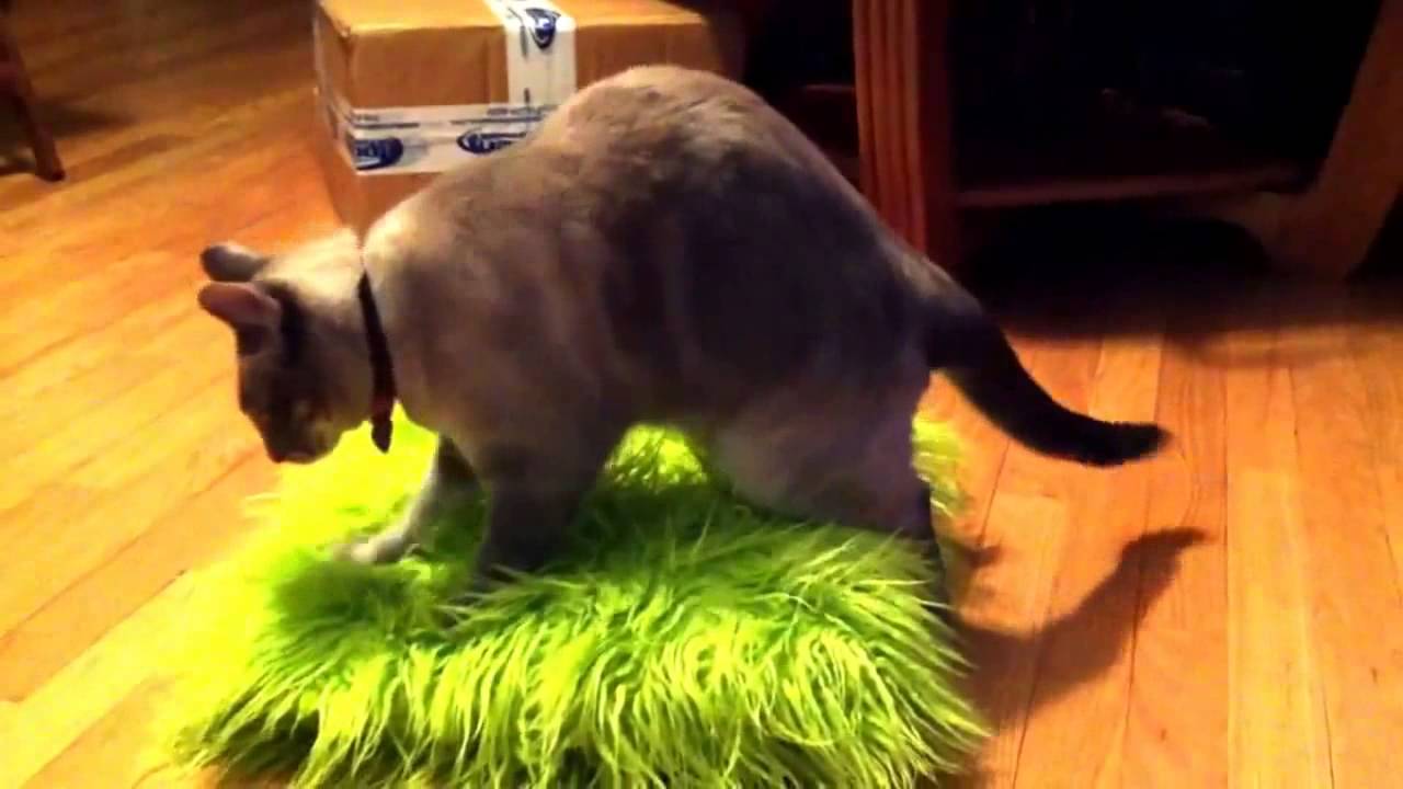 funny cats chats drôles 2 - YouTube