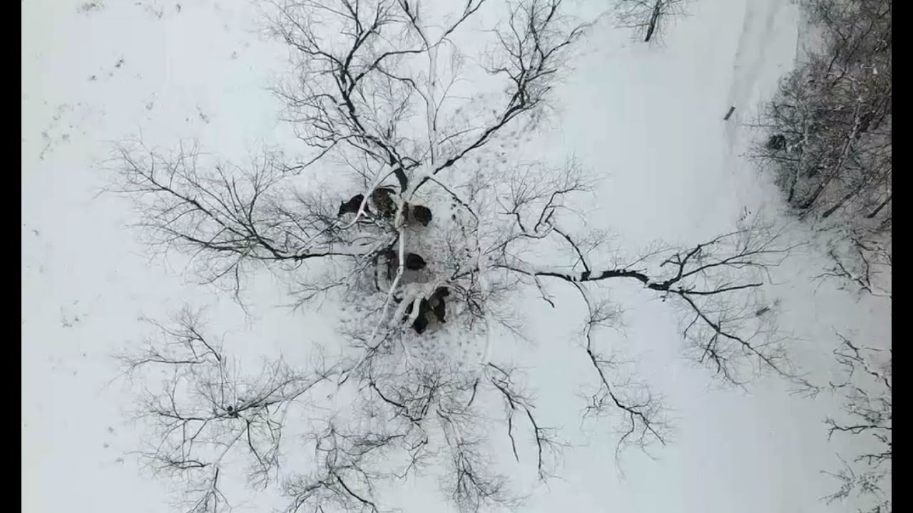 Looking at the Belted Galloway cattle from the tree tops | Belted ...