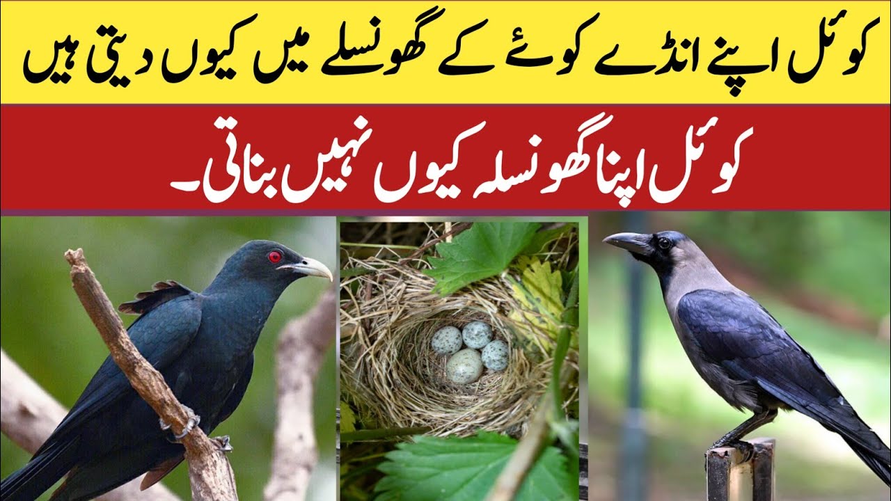 Cuckoo Egg in Crow Nests. Koel ka Ghosla. Koyal and Crow Story. Koyal ...