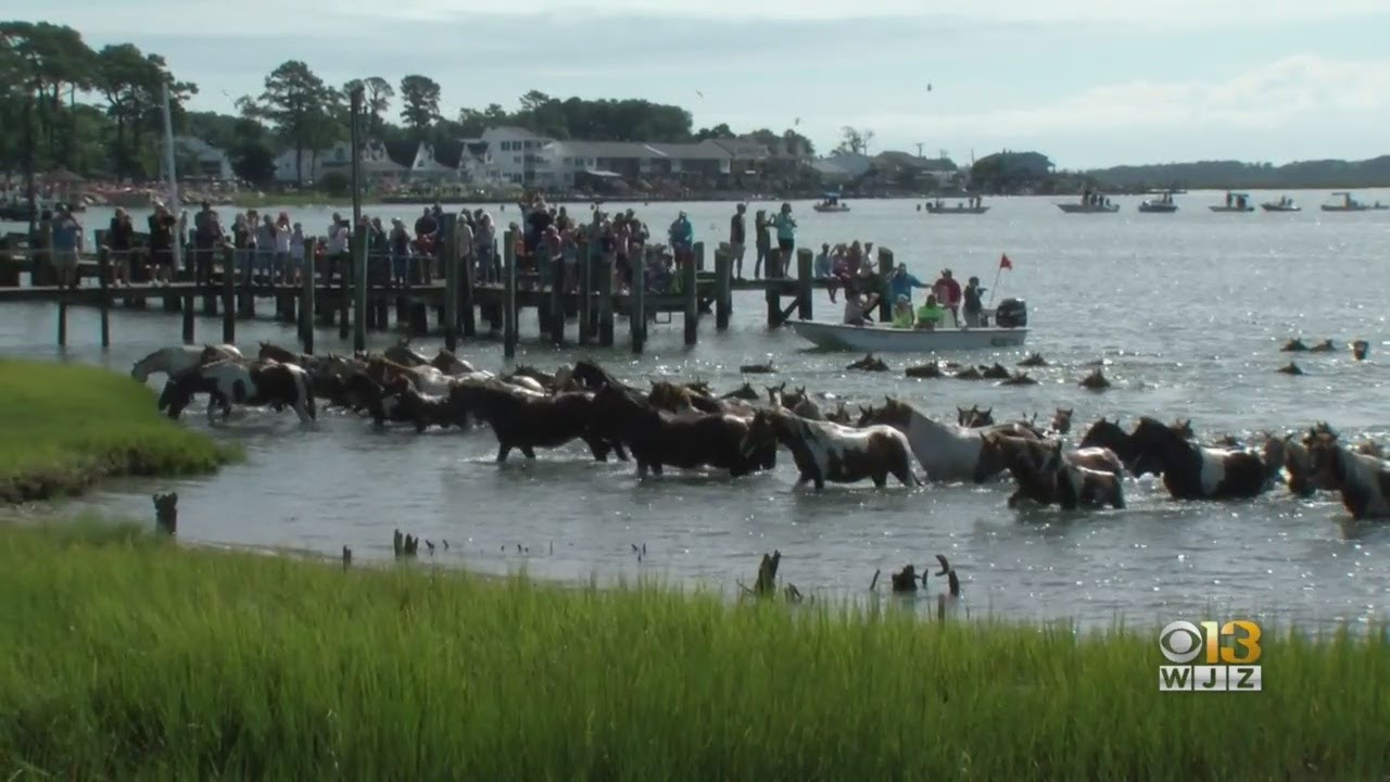 Thousands Gather To Watch 94th Annual Chincoteague Pony Swim - YouTube