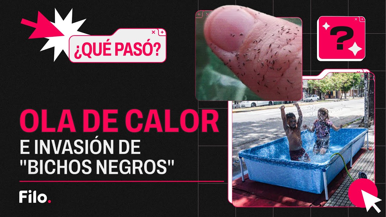 Buenos Aires: OLA de CALOR, invasión de BICHOS NEGROS y SEQUÍAS - YouTube