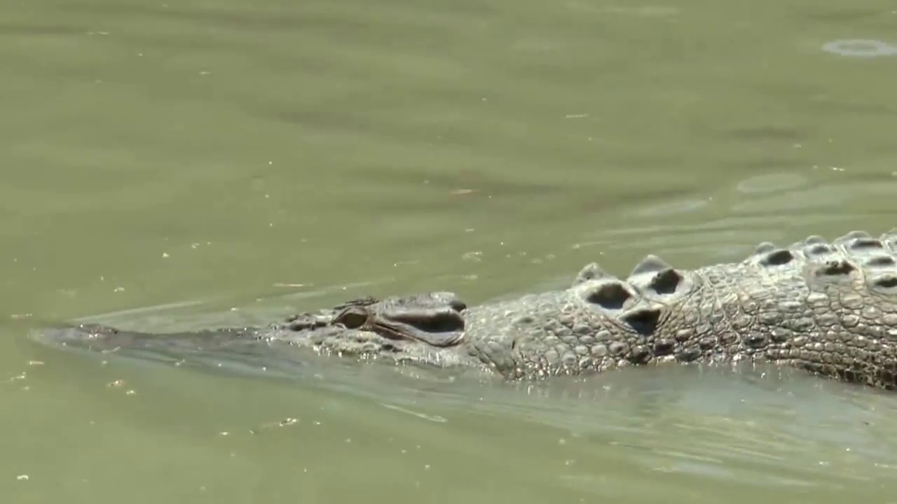 Crocodillen bij Cahills Crossing Kakadu - YouTube