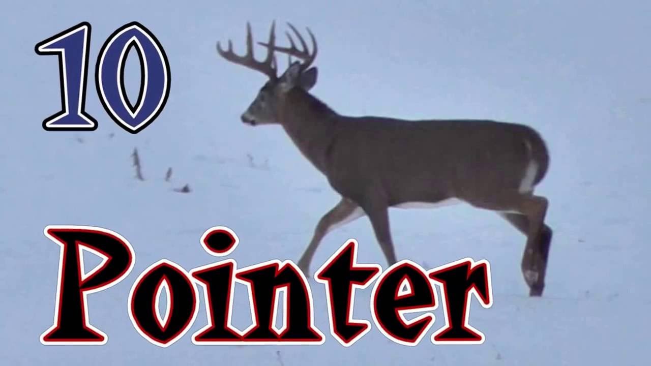 Deer, 10 pointer, Sussex, New Brunswick, Canada - YouTube
