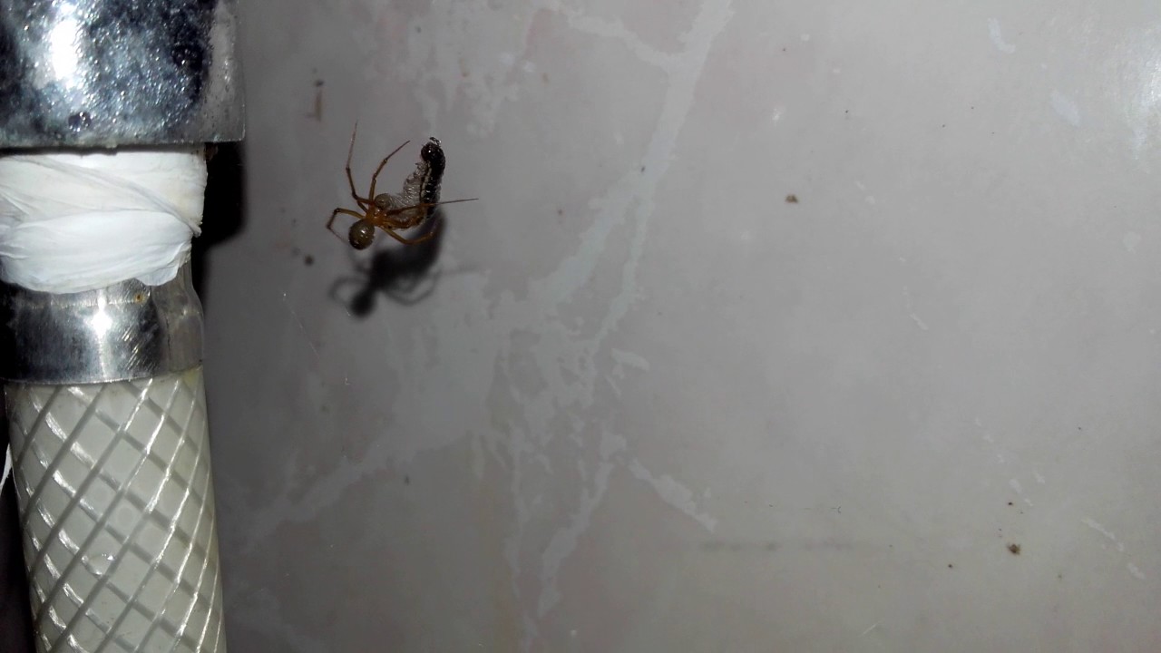 Insect fight - spider vs. centipede - YouTube