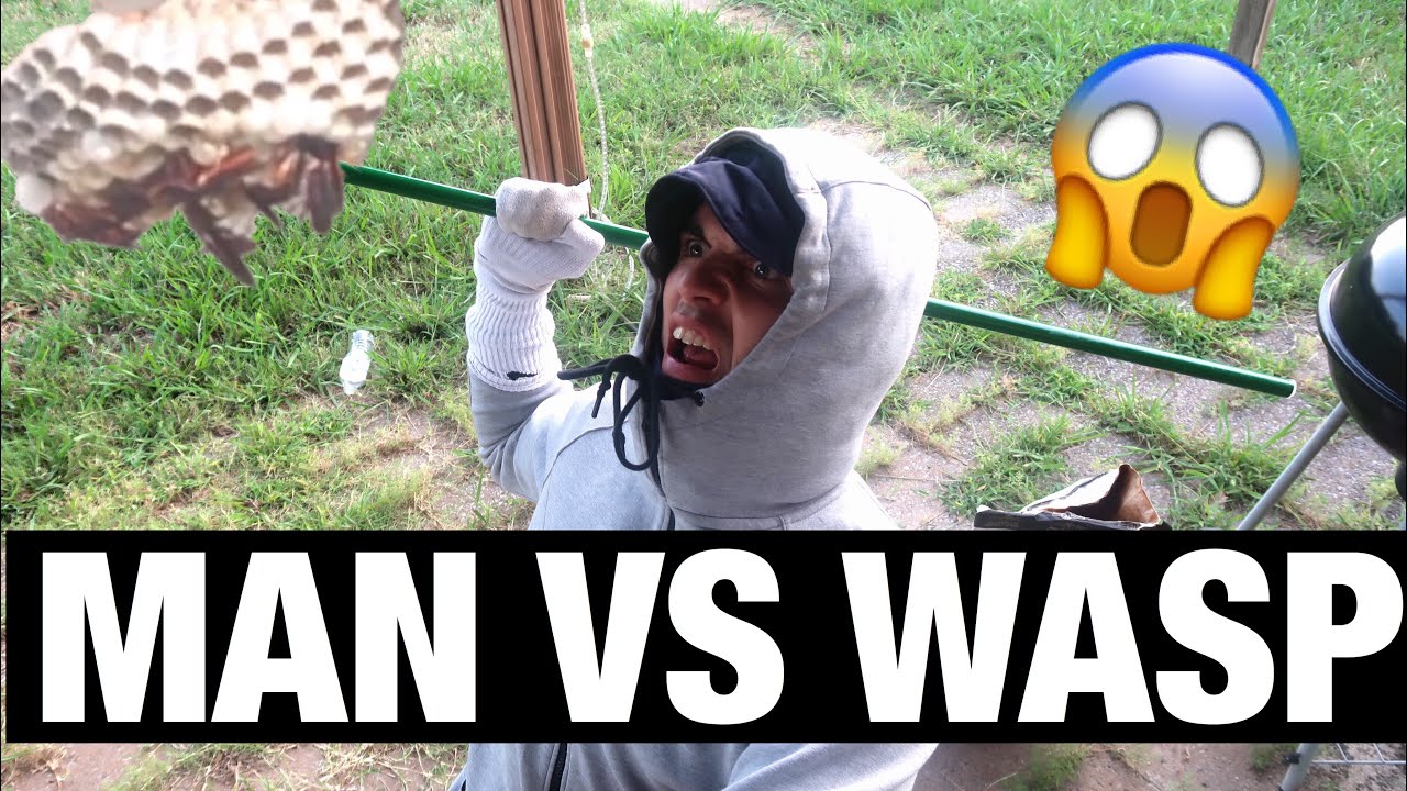 HUSBAND GETS ATTACKED BY WASPS! - YouTube