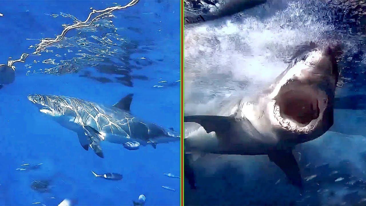 Great White Shark Bites Surfboard - YouTube
