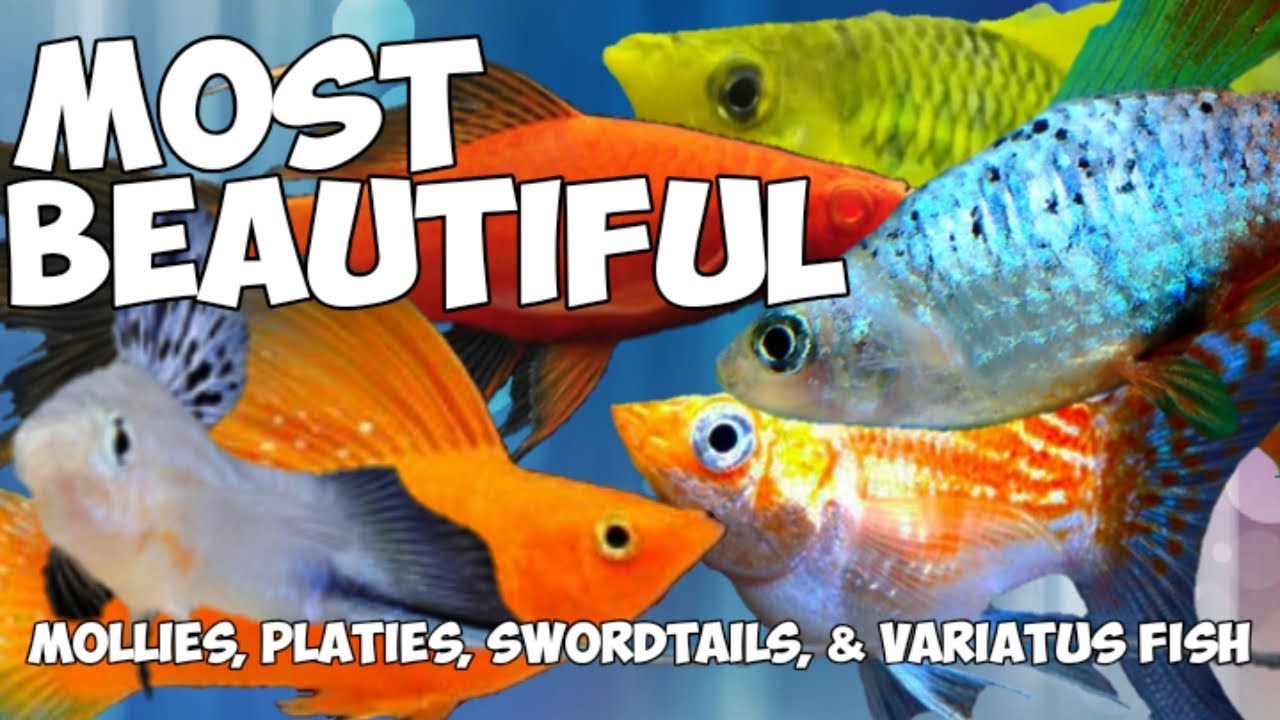 Most Beautiful Mollies, Platies Swordtails And Variatus Fish - YouTube