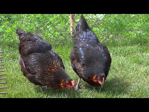 Harco hen, en iyi katmanlardan biri. Yılda 300 yumurta bırakılır.