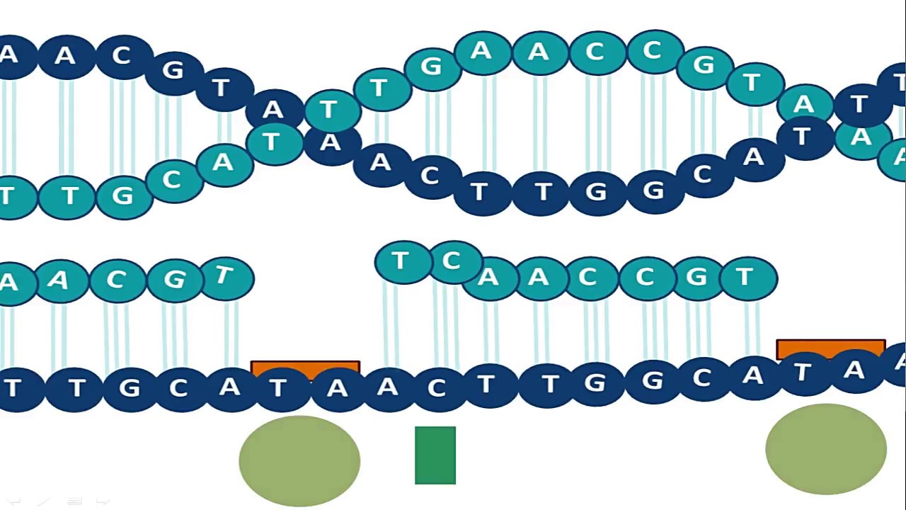 REPLICAÇÃO DO DNA - YouTube