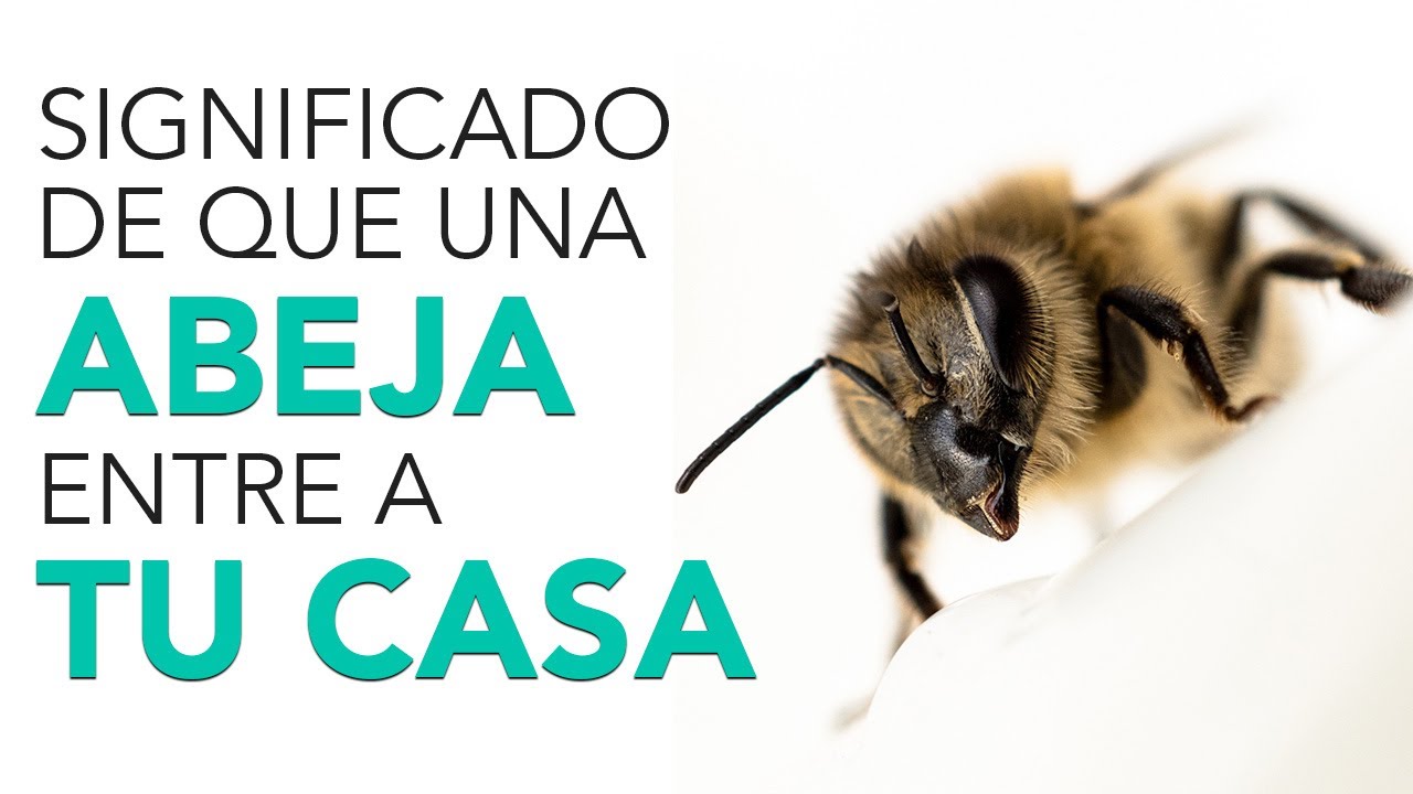 Significado de que UNA ABEJA ENTRE A TU CASA 🐝 ¡Increíble! - YouTube