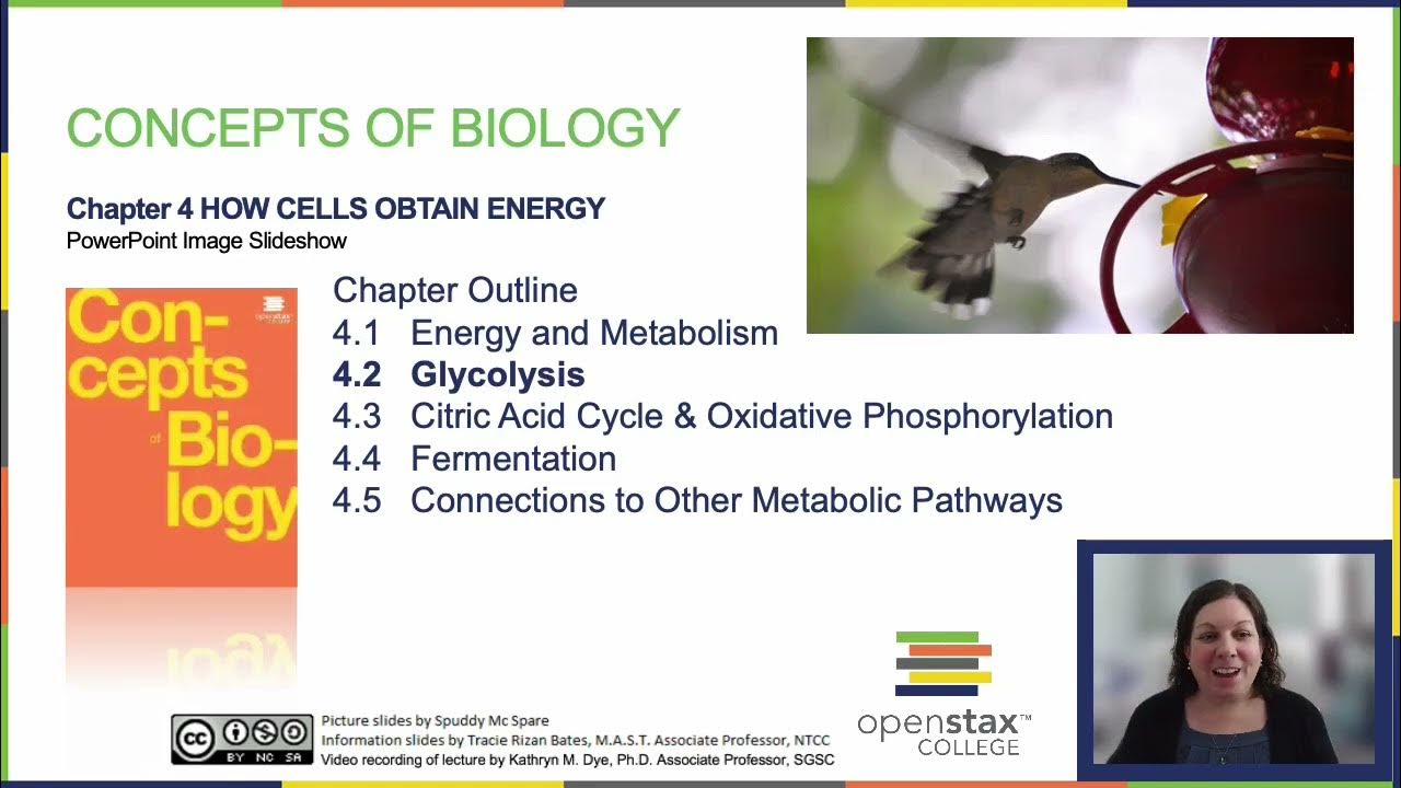 OpenStax Concepts of Biology Chapter 4.2 - YouTube