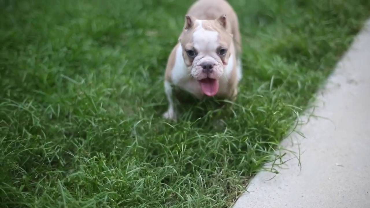 Blue Fawn Exotic Bully Male 4 Sale $4,000 Shipped - YouTube
