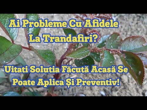Rețetă Pentru Afide Trandafiri Făcută Acasă Se Aplică Și Preventiv ...