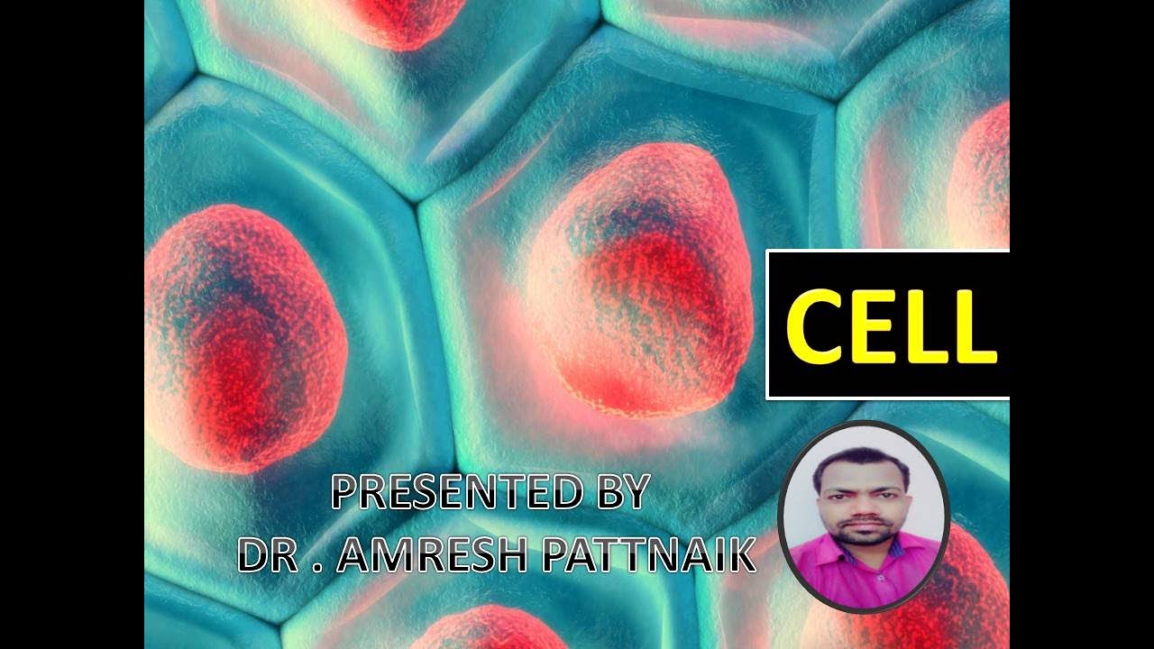 CELL AND ITS ORGANISATION//CELL-A BRIEF INTRODUCTION AND IT'S TYPE ...