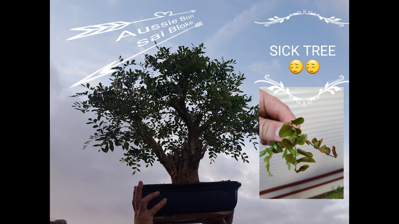 Saving a sick Bonsai, Aussie Bonsai Bloke - YouTube