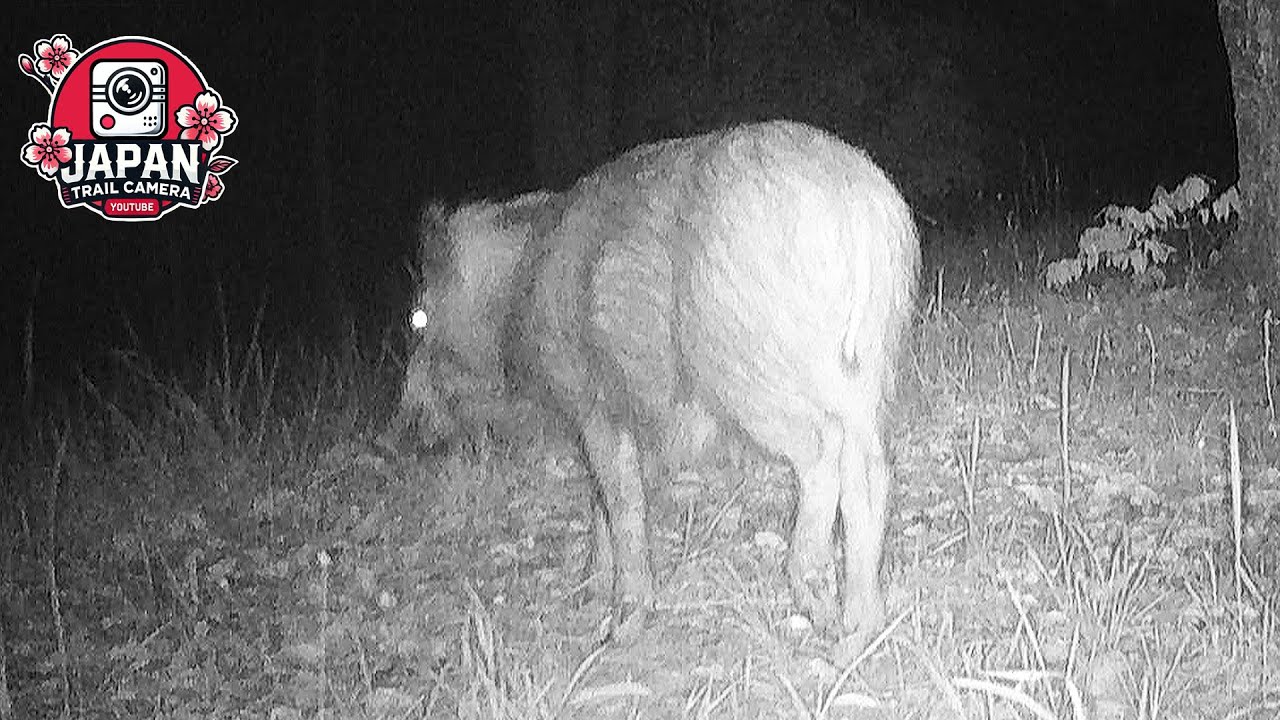 🐗 After a busy night out, Home Time | Japan Trail Camera | Wild Boar ...