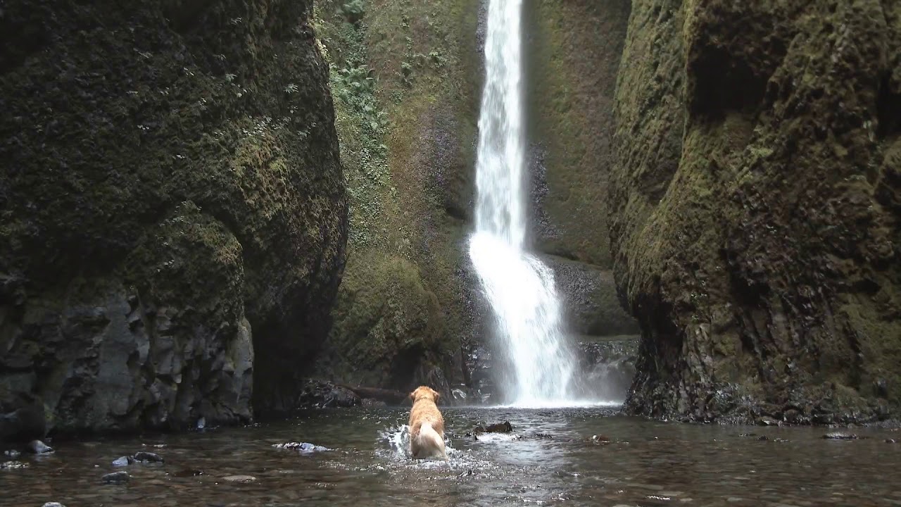 Dog Waterfall - YouTube