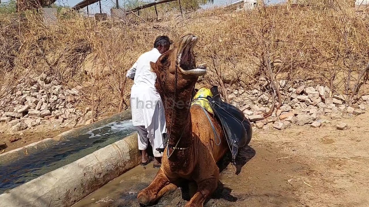 Camels are used to filling water in the desert area - YouTube