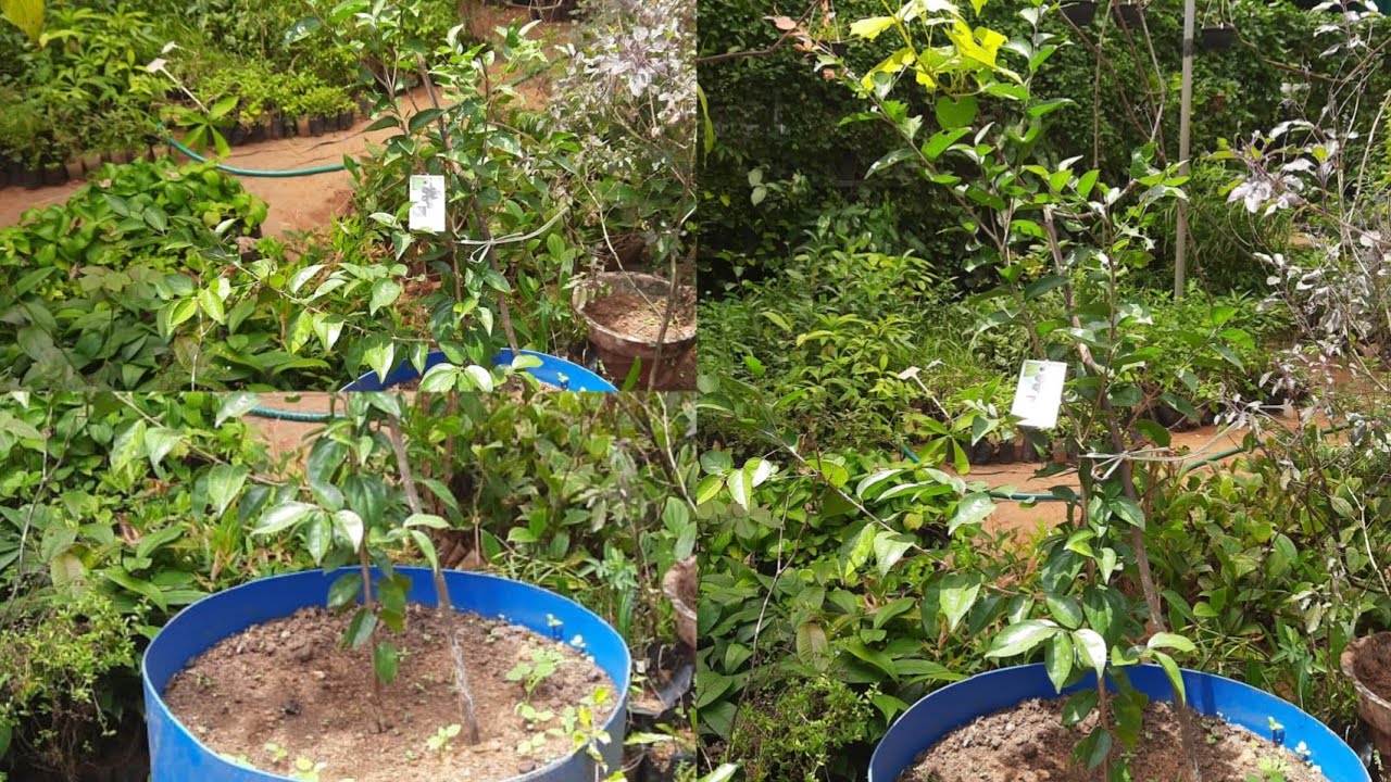 Sweet Looby Plum Plant | Method of Transplanting Plant to Large Drum ...