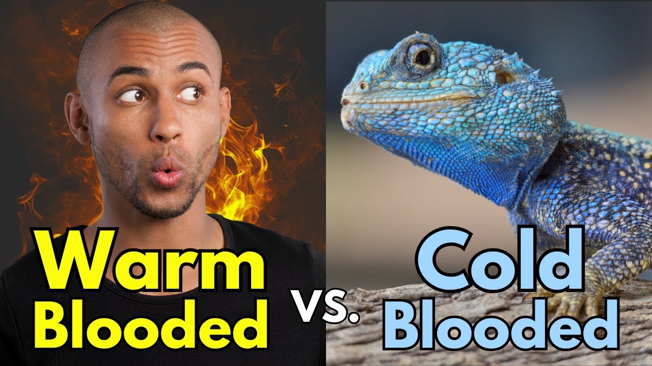 Why are we warm blooded? - YouTube