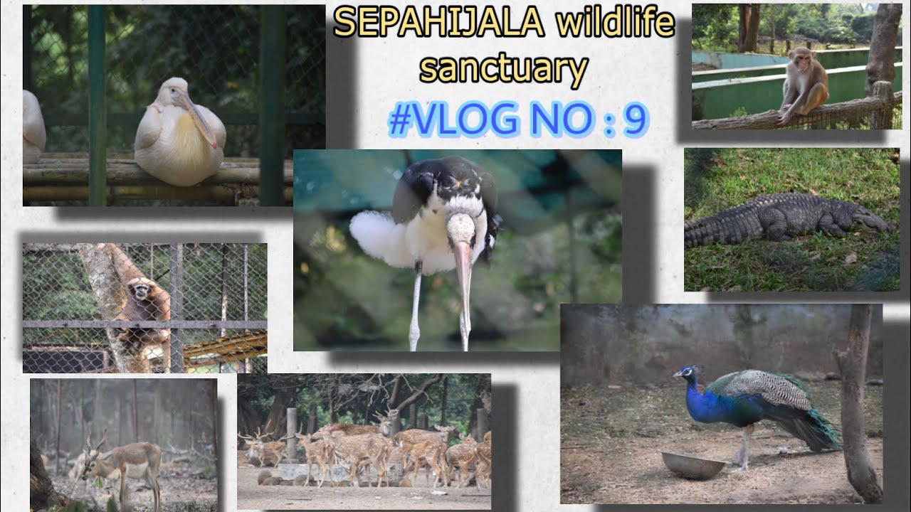 Sepahijala zoological Park | সিপাহীজলা চিড়িয়াখানা | TRIPURA TOURISM ...