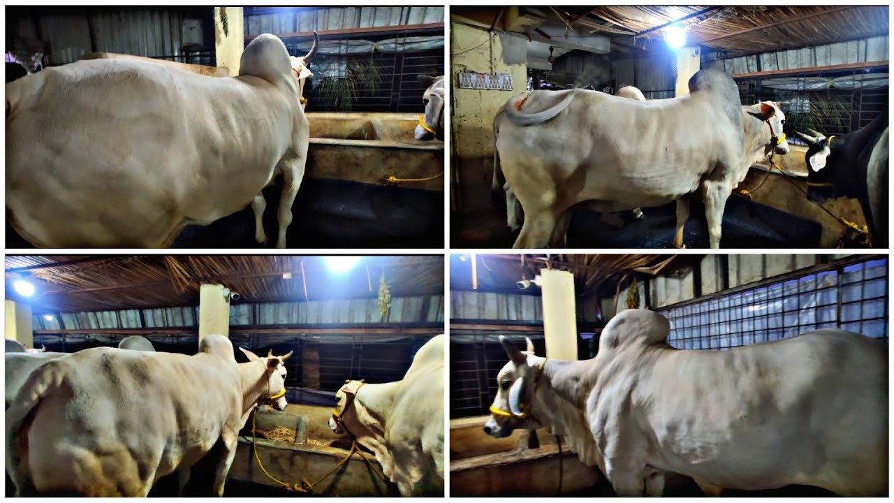 BEAUTIFUL FULL COW COLLECTION FOR ARHAAN DAIRY FARM 2024 . #golbari # ...