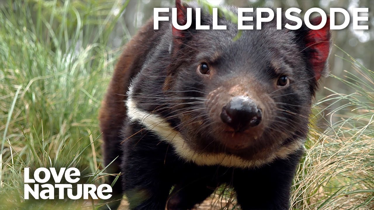 The Predatory Nature Unveiled: Secret Life of the Tasmanian Devil Ep101 ...