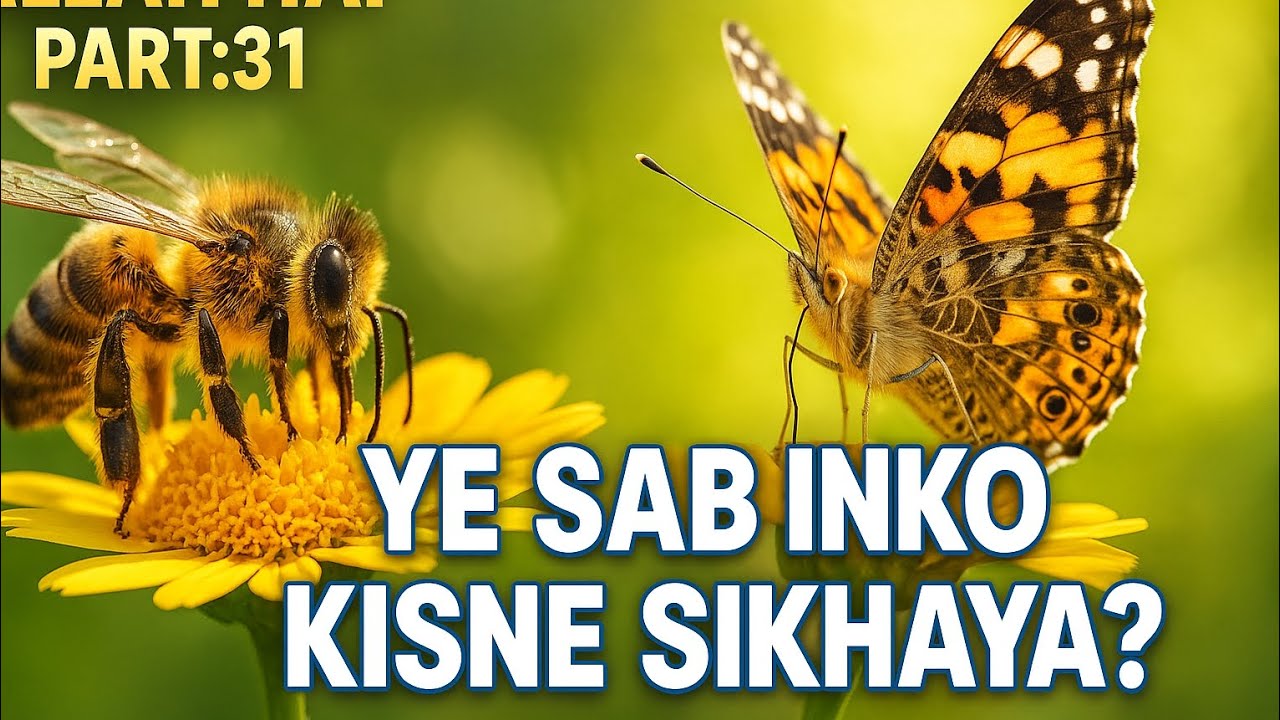 Allah Hai | Ye Sab Inko Kisne Sikhaya? | Allah Hai Part:31 ...
