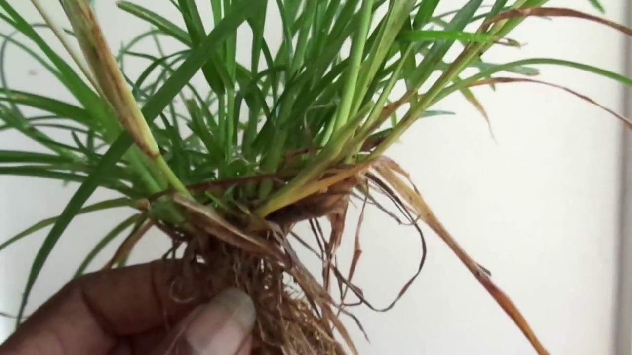 Eleusine indica/iron grass/BelathanaHerbal plants of Sri Lanka - YouTube
