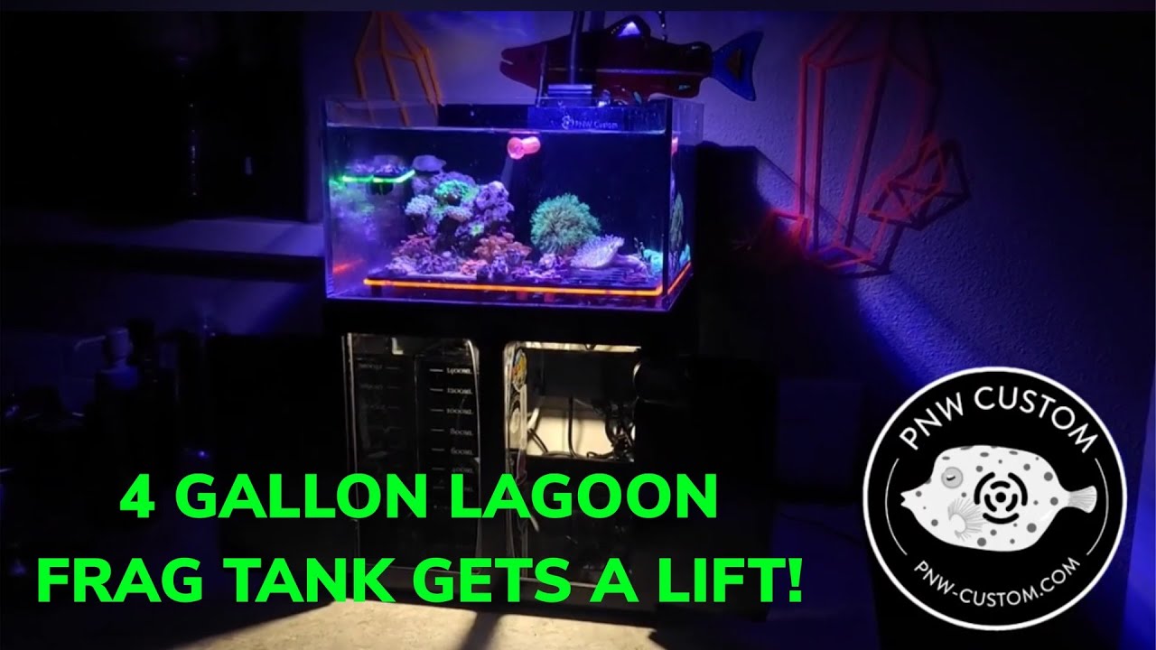 PNW Custom 4 Gallon Lagoon Frag Tank Gets A Lift With New Stand! - YouTube