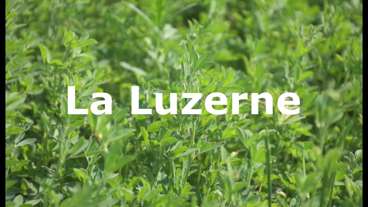 La luzerne, garante d'une bonne productivité en conditions séchantes ...