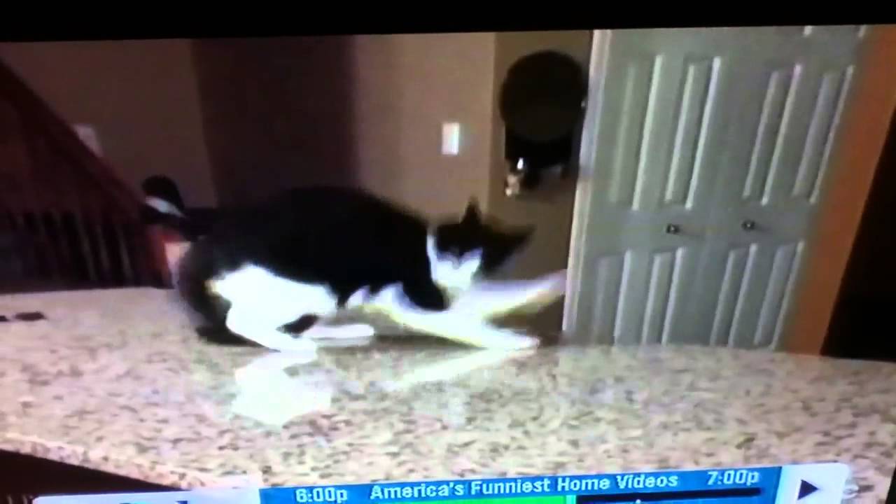 Entertaining Cat Video (AFV) - YouTube
