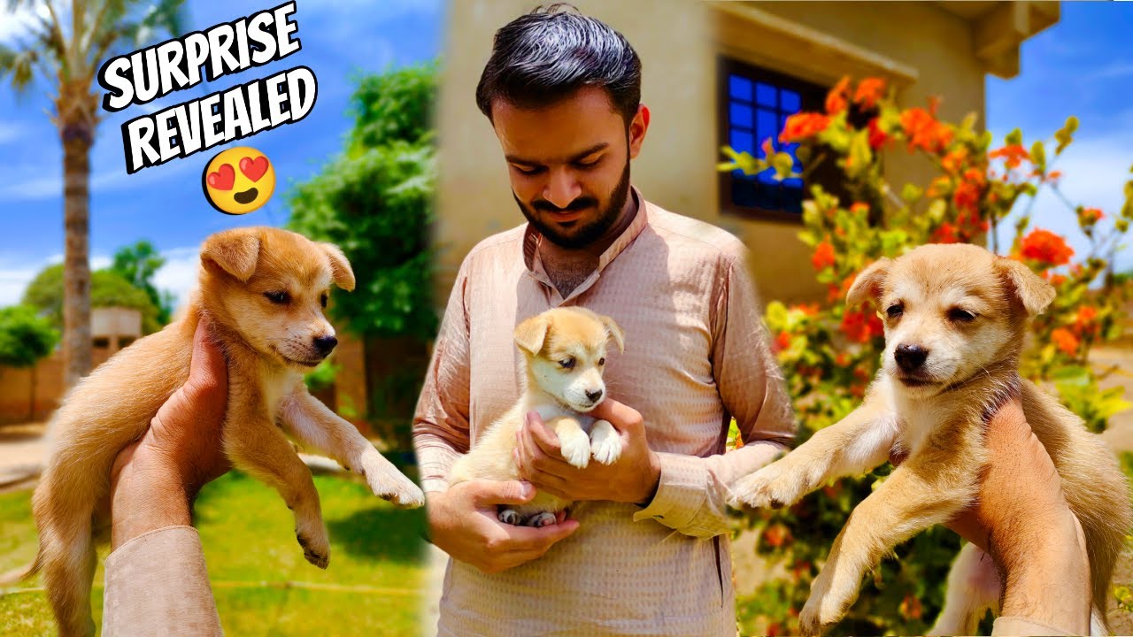 Surprise Revealed 😍 kitna cute puppy he ye 🥰 #petsvlog #animal #dog # ...