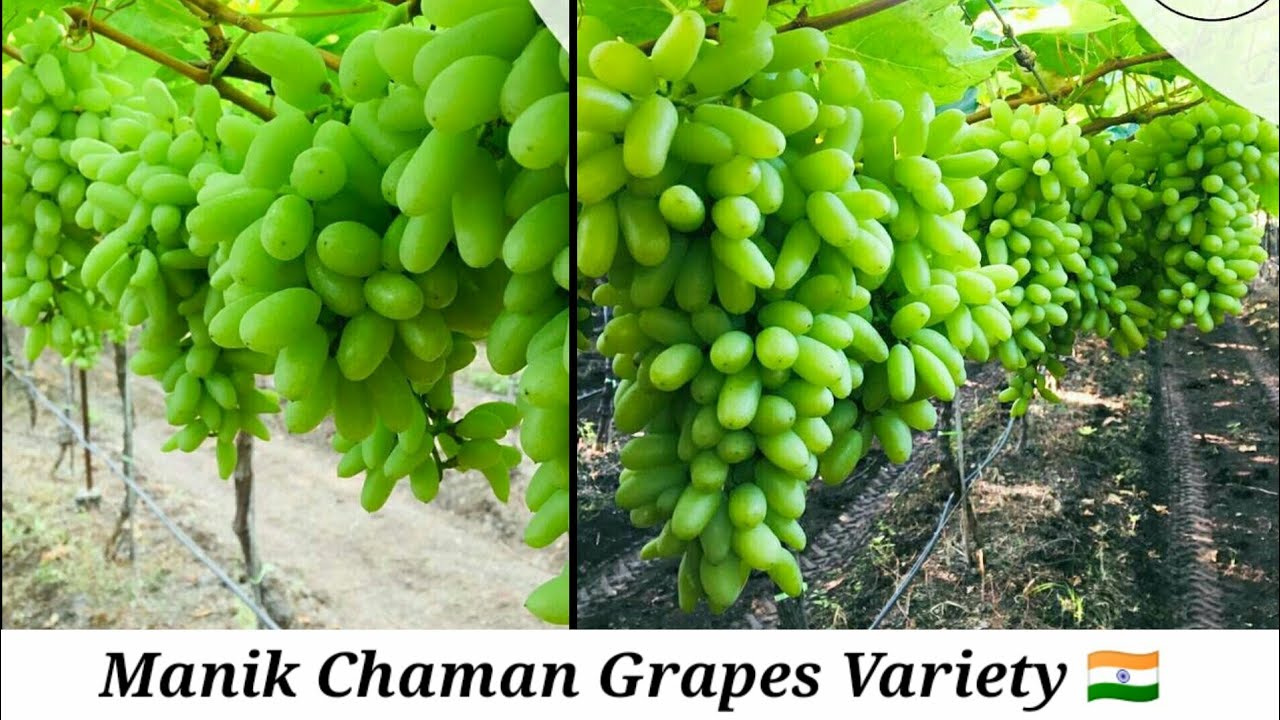 Manik Chaman Grapes Variety | manik chaman draksh | manik chaman. - YouTube